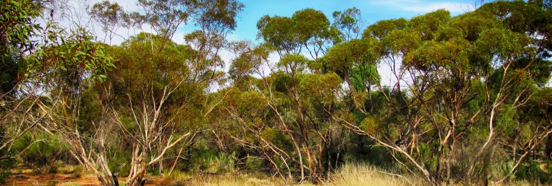 Clan Forsyth Queensland – Instaurator Ruinae – Restorer of the Ruins
